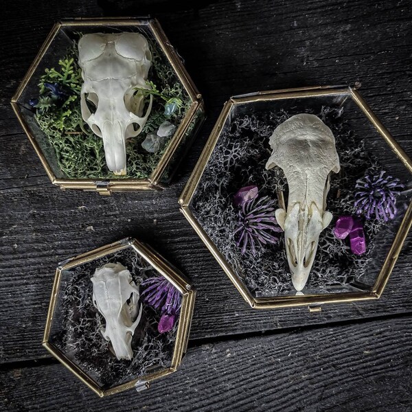 Chicken Skull - Etsy