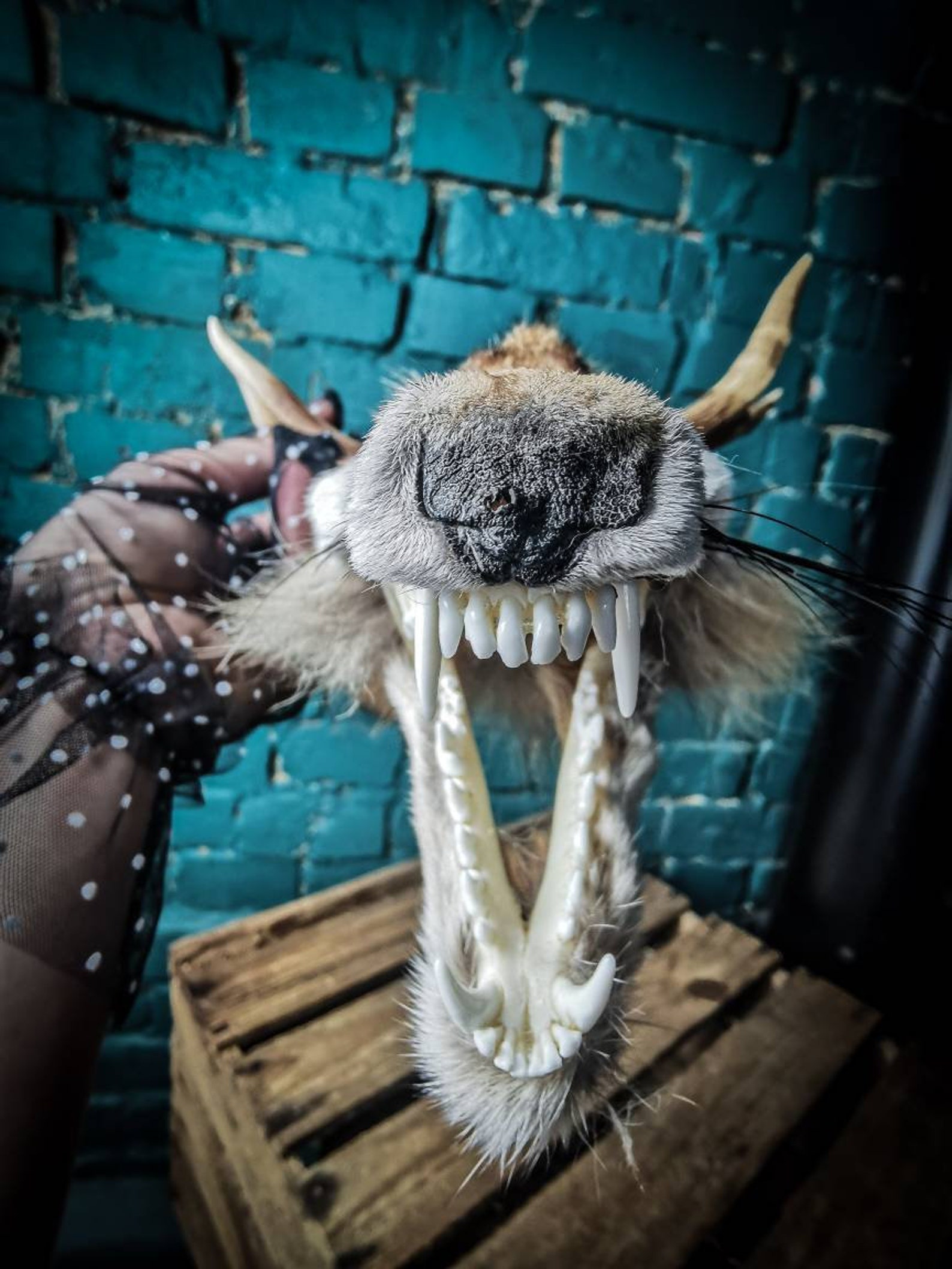 Creepy Red Fox Skull Taxidermy With Roe Deer Antlers & Quartz Ball - Etsy