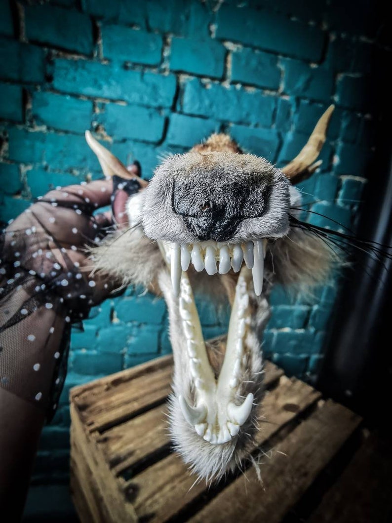 Made to Order Creepy Horned Real Red Fox Skull With Green Eyes Fur Ears ...