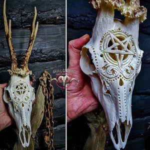 Real Engraved Roe Deer Skull With Pentagram Pentacle Multiple Options ...