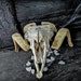 Made to Order Huge Impressive Ram Skull Real Bone Carving Flames ...