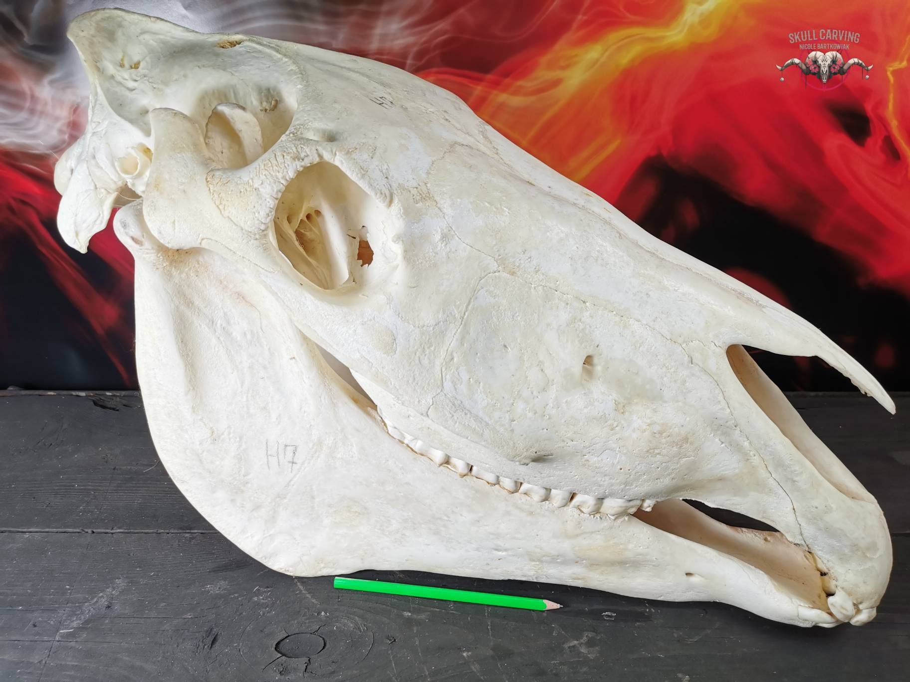 Horse Head Skeleton Key