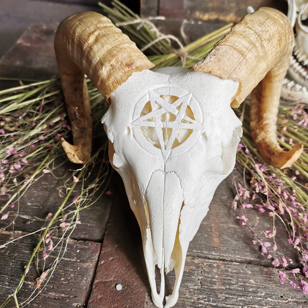 Real Goat Skull - Etsy