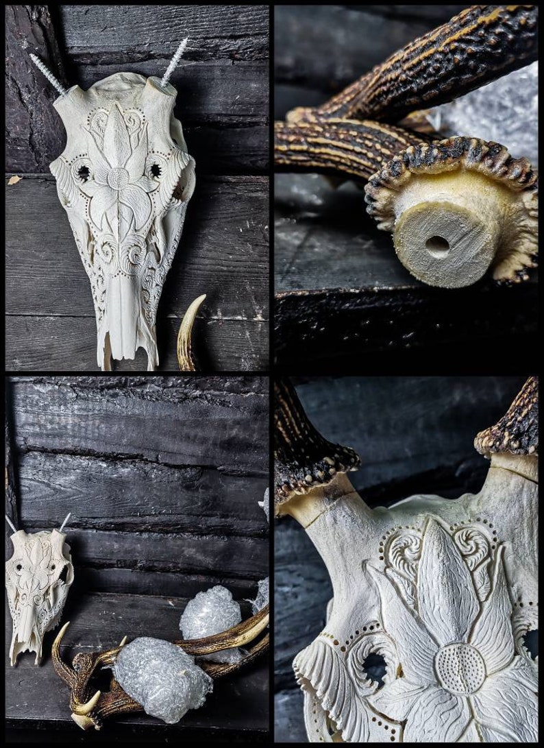 MADE TO ORDER Deer Skull With Huge Horns Jaw and Engraved - Etsy