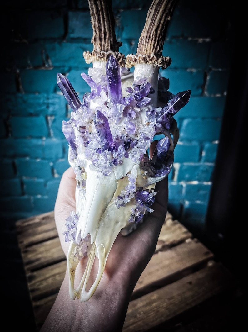 Real Roe Deer Skull With Amethyst Crystals Stones Custom Made - Etsy