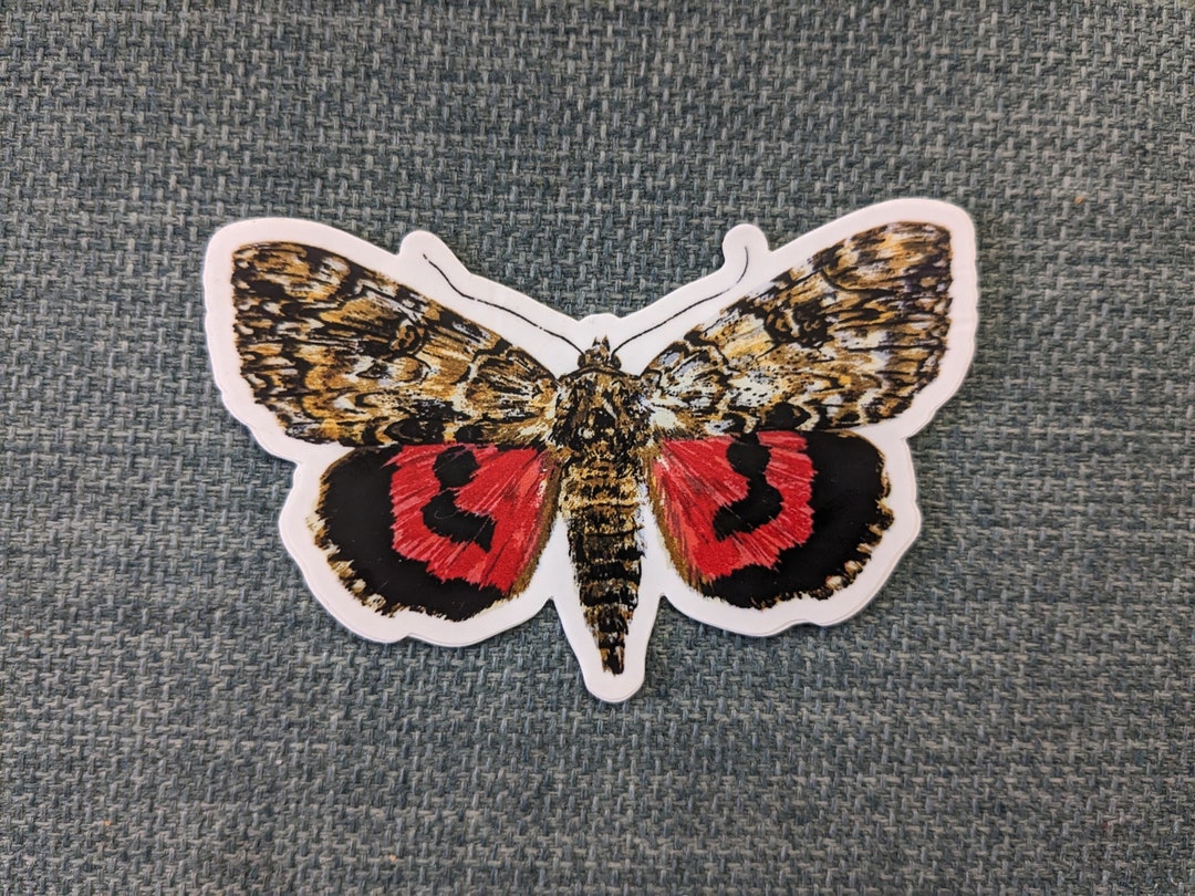 Red Underwing Moth Vinyl Sticker - Etsy