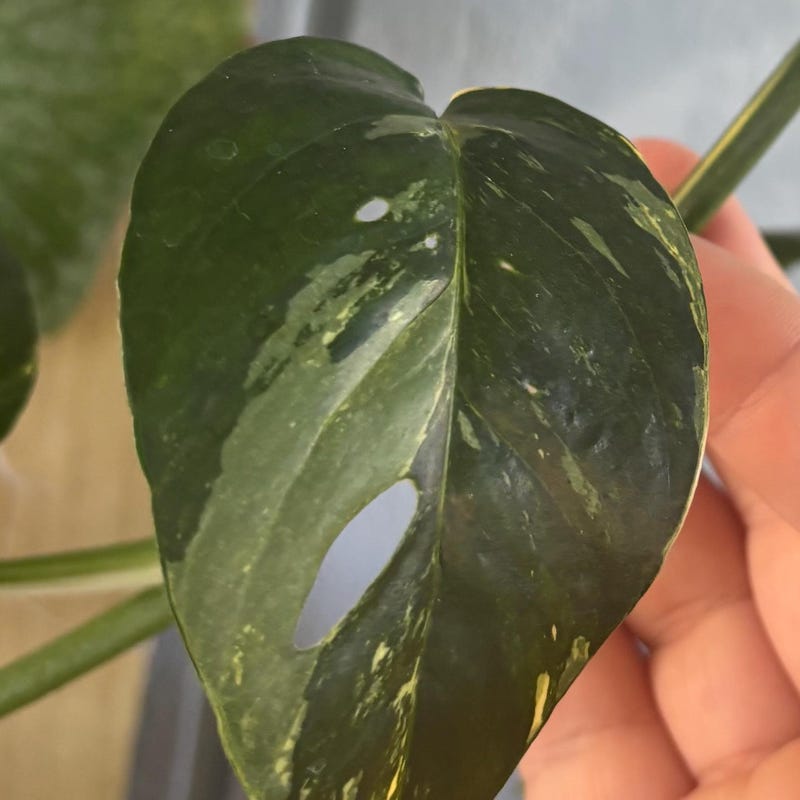 Midnight Blue Heart Plant - Etsy Australia