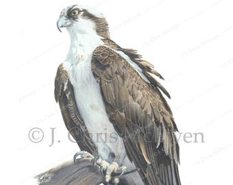 Osprey Drawing - Etsy