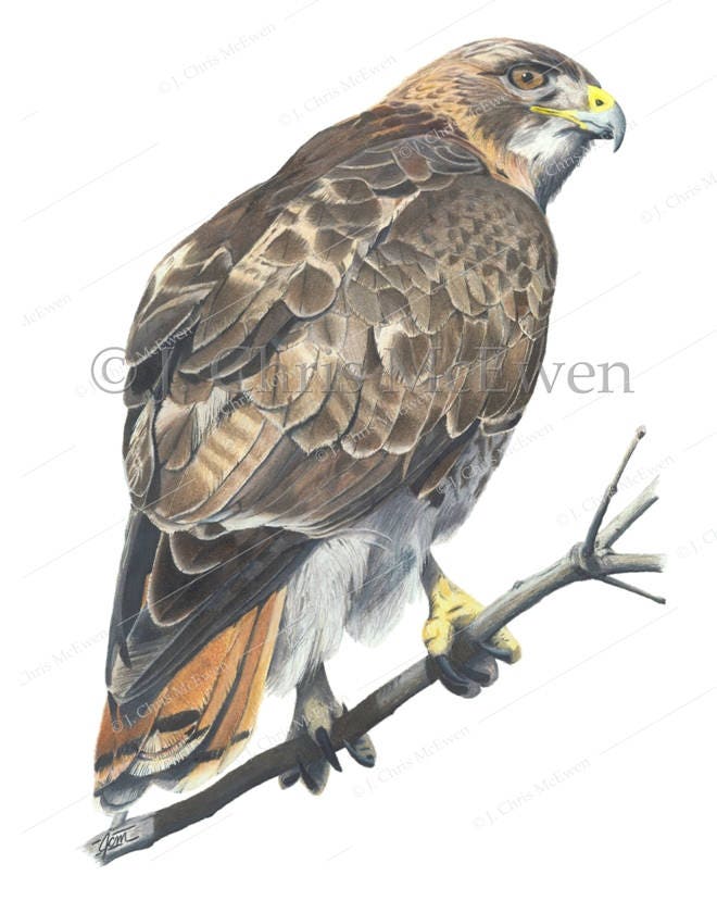 Red Tailed Hawk - Etsy