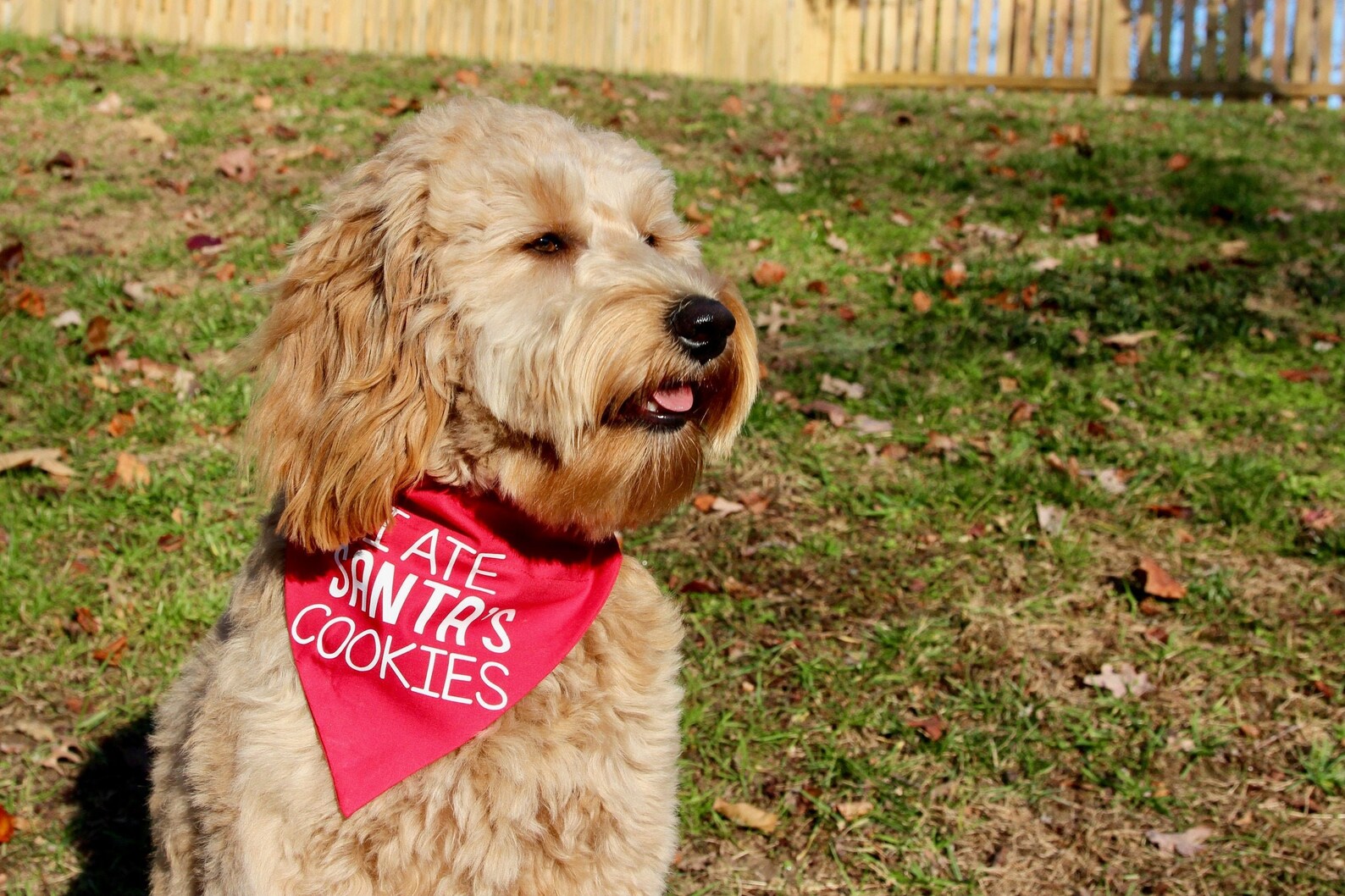 I Ate Santa's Cookies Dog Bandana Pet Scarf Christmas | Etsy