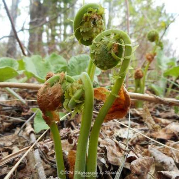 Fiddlehead - Etsy