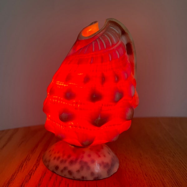 Shell Night Light - Etsy