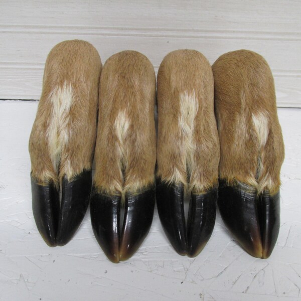 Deer Hooves - Etsy