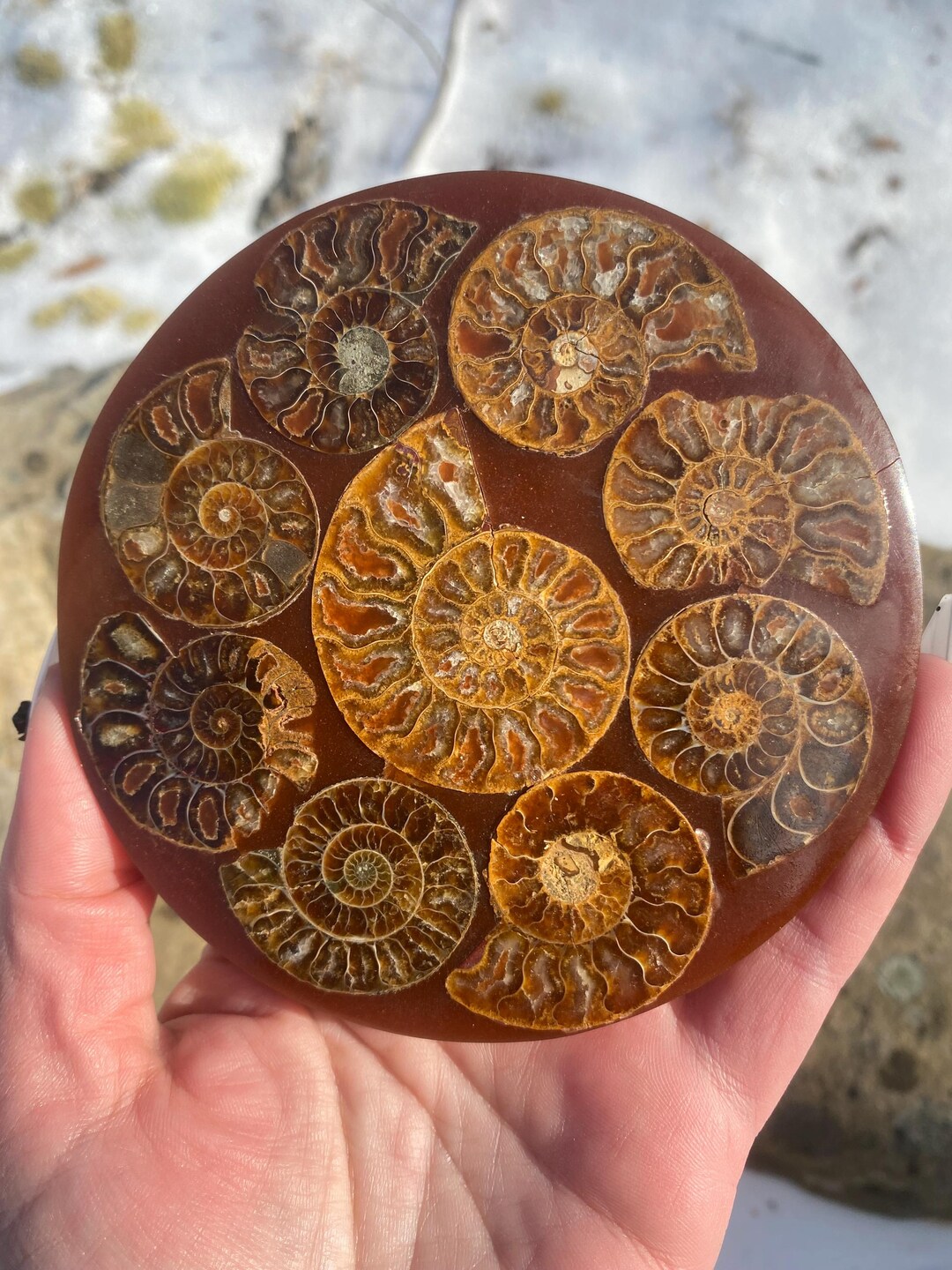 Amazing Multi Ammonite Ocean Fossil Resin Disc Arrangement Display ...