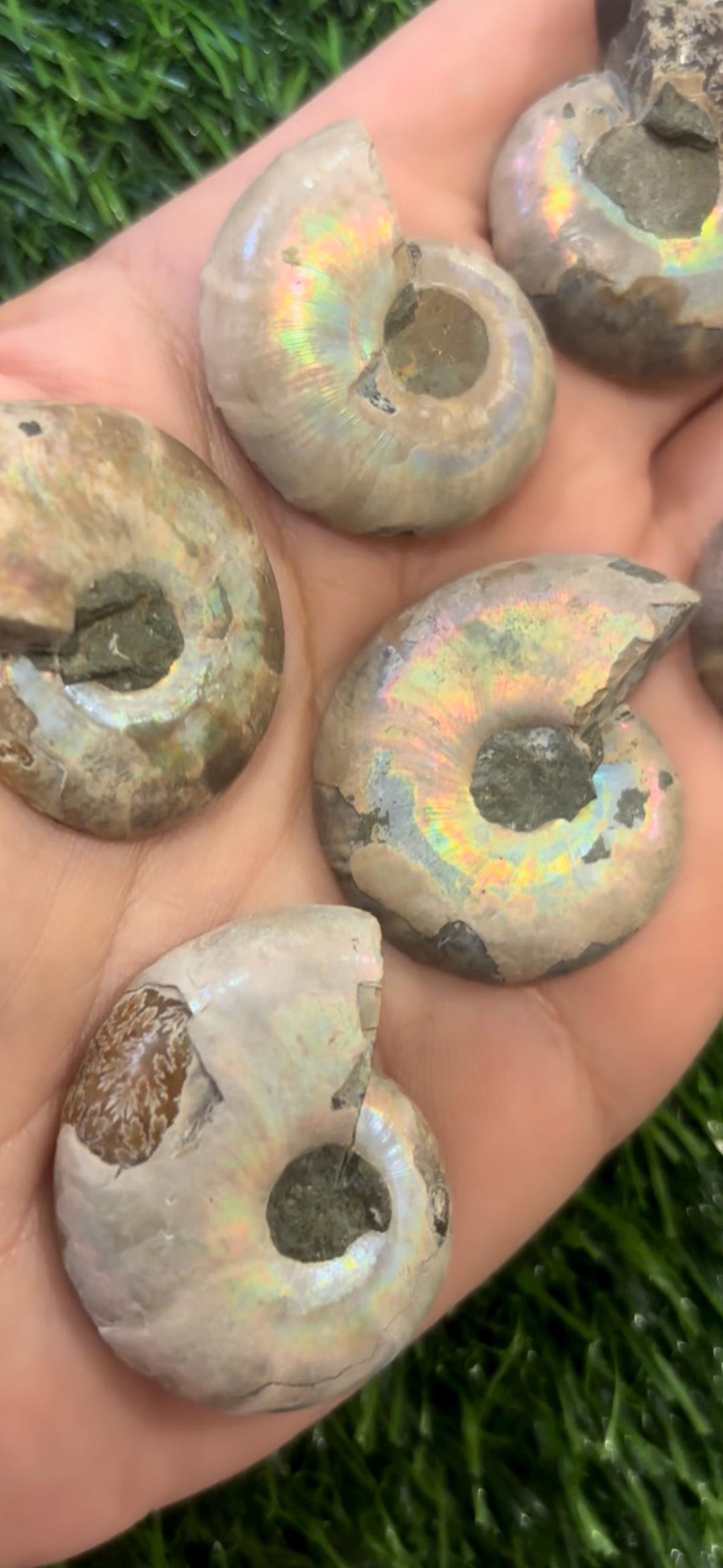 Ammonite Fossil Opalized Aura Outer Shell Slice Side Polished ...