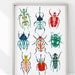 Garden Beetle Print Insect Print Nursery Wall Art Bugs | Etsy