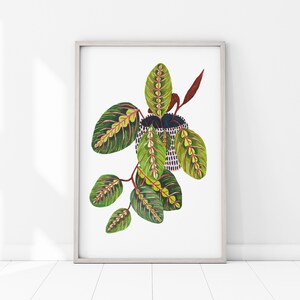 Botanical Print / Prayer Plant / Botanical Illustration / Bathroom Wall ...