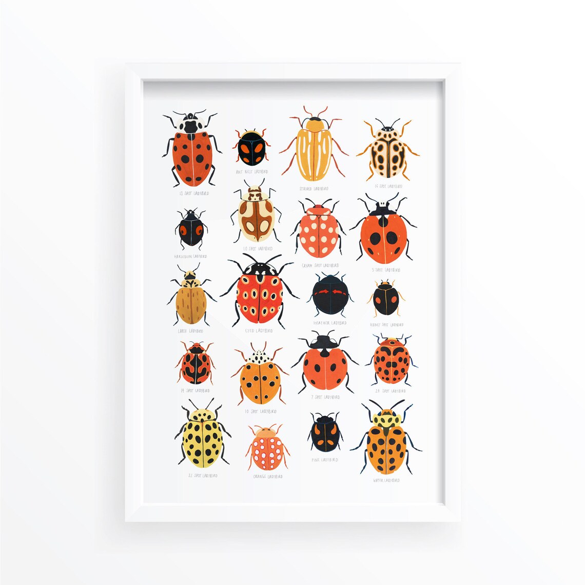 Ladybird Identification Print, Ladybug, Natural History Poster, Nursery ...