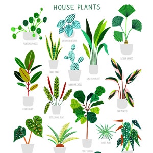 House Plants, Botanical Print, Plant Poster, Indoor Plant, Bathroom ...