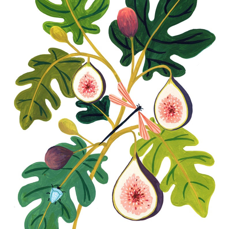 Fig Print Kitchen Decor Fruit Illustration Botanical Print | Etsy