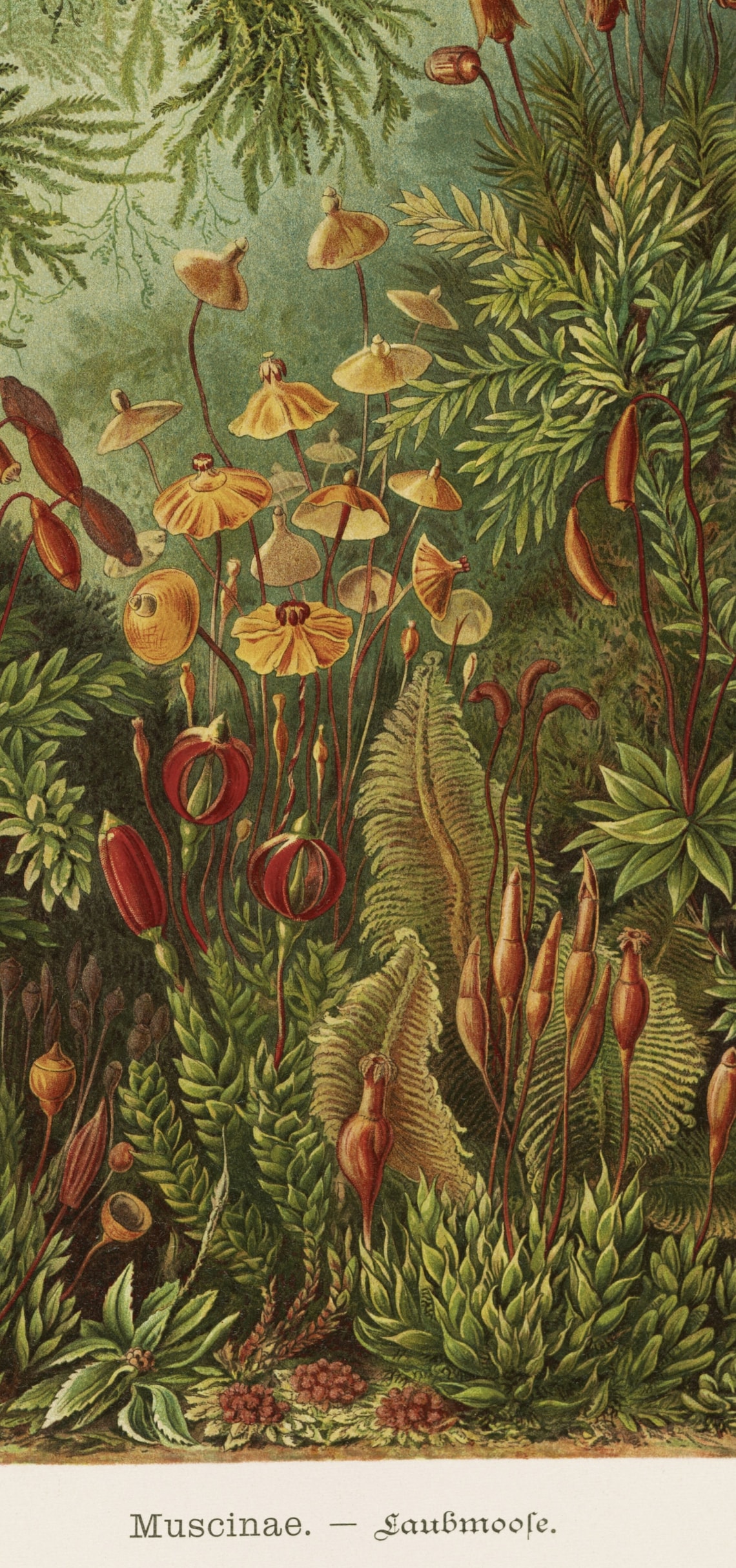 Flora and Fauna Vintage nature print Vintage Botanical | Etsy