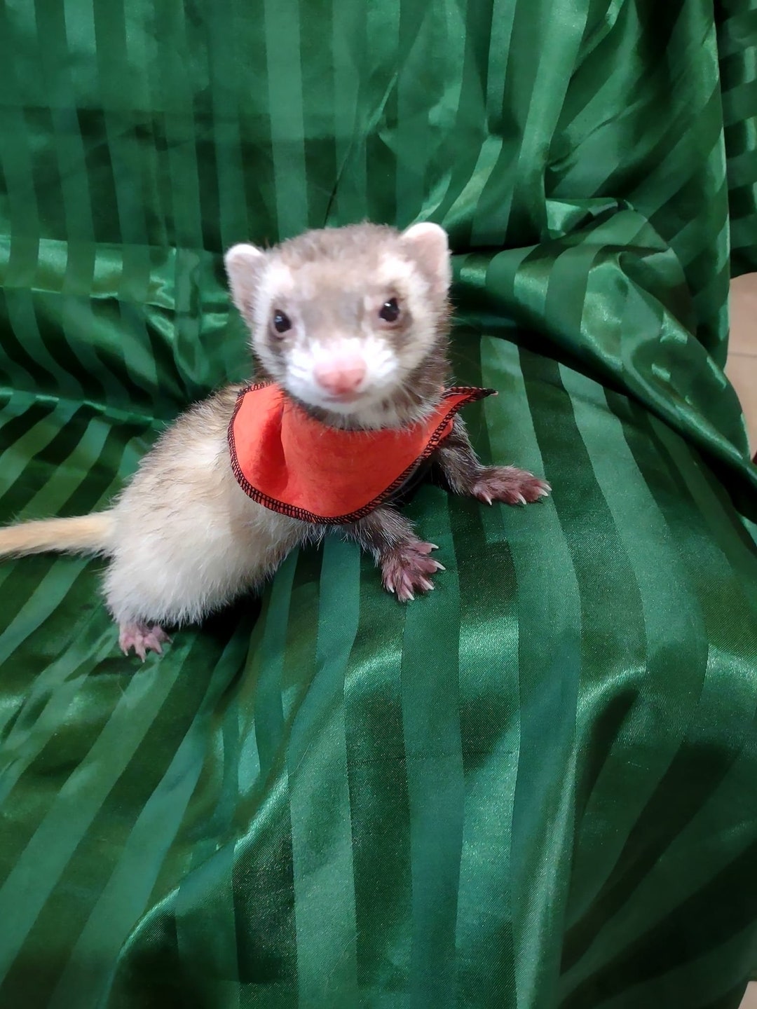 Ferret Bandit Bandana Cute Costume Red Bubbles Adjustable Neckware ...