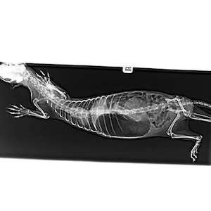 Ferret Emergency Chart and Health Medical Kit List Laminated Quick ...