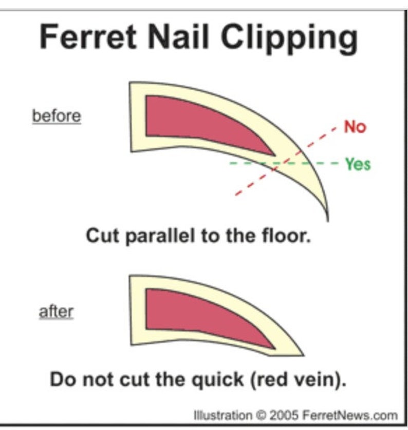Ferret Emergency Chart and Health Medical Kit List Laminated Quick ...