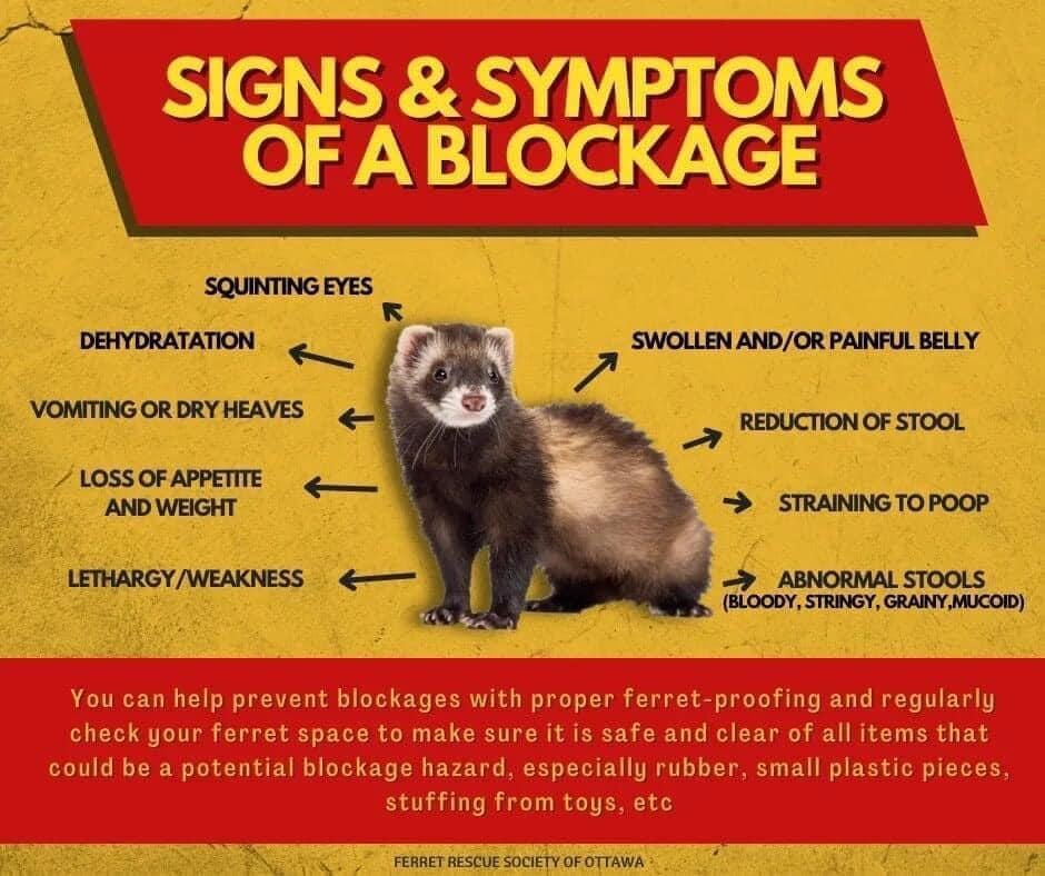 Ferret Emergency Chart Only Digital Download PDF FILE Quick Educational ...