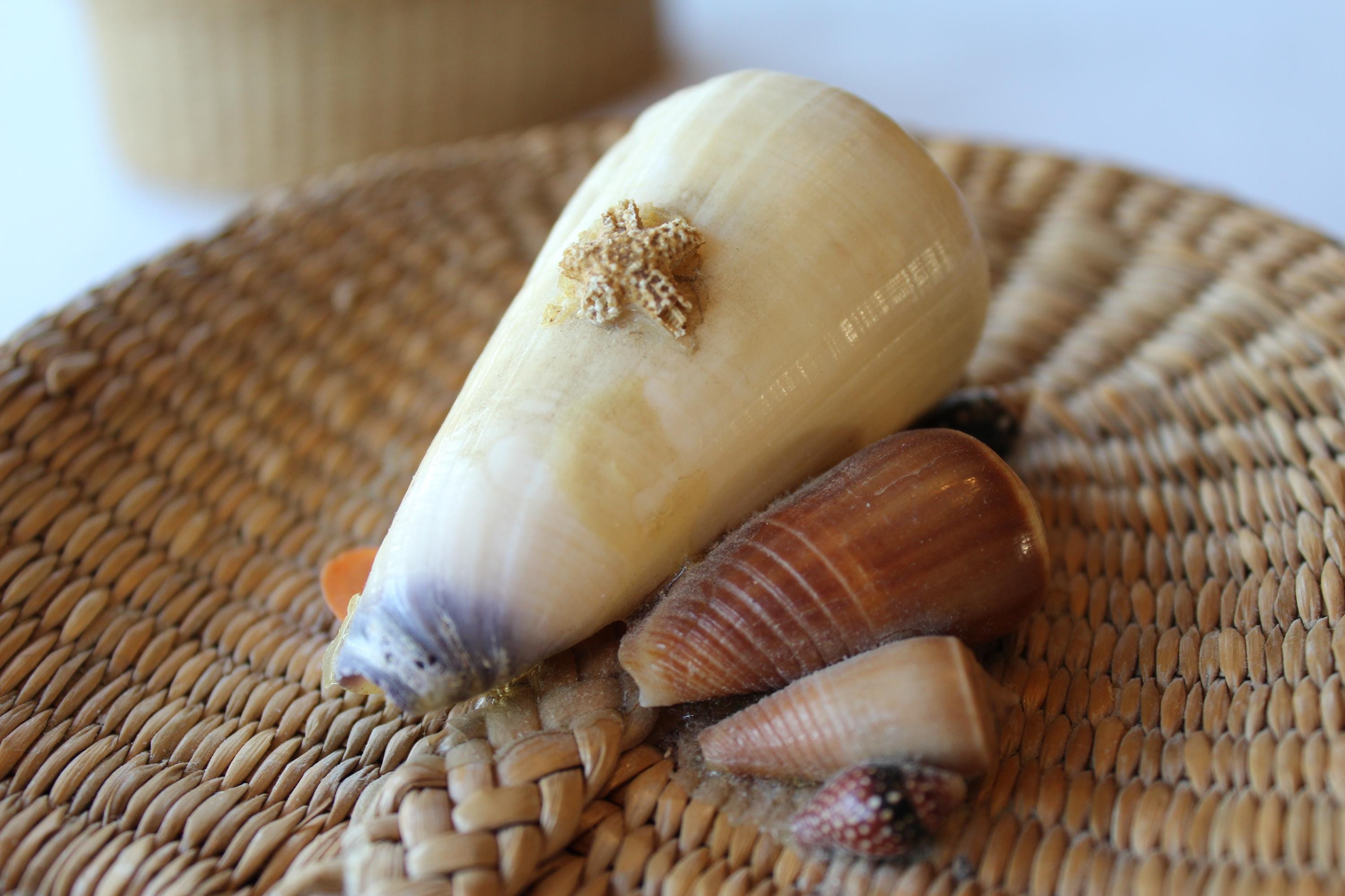 Set of 2 Vintage Wicker Seashell Decorative Baskets - Etsy