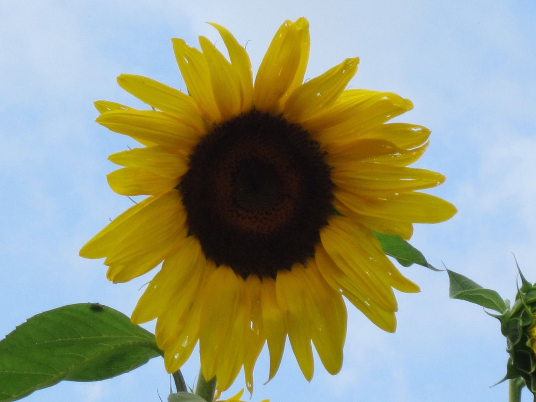 Yellow Sunflower - Etsy