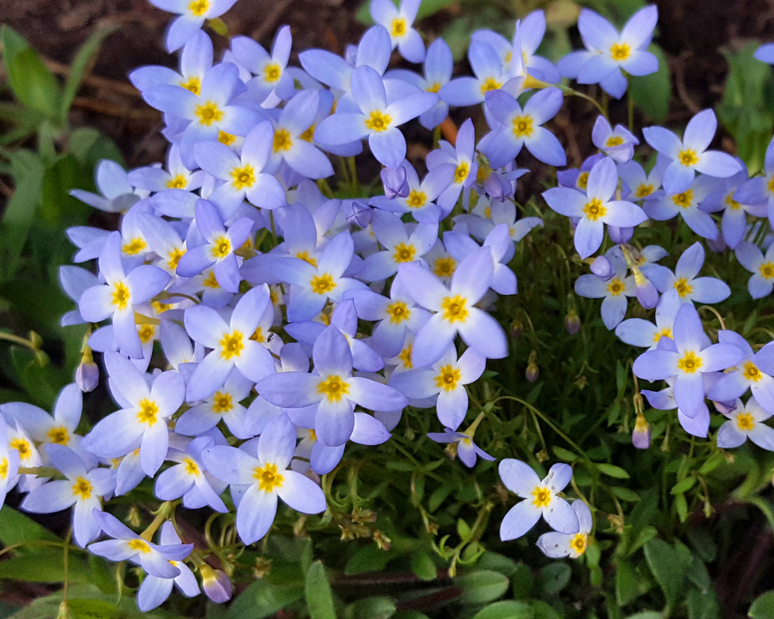 Quality Digital Photos: Profuse Blooming/ Bluet Flowers/ | Etsy