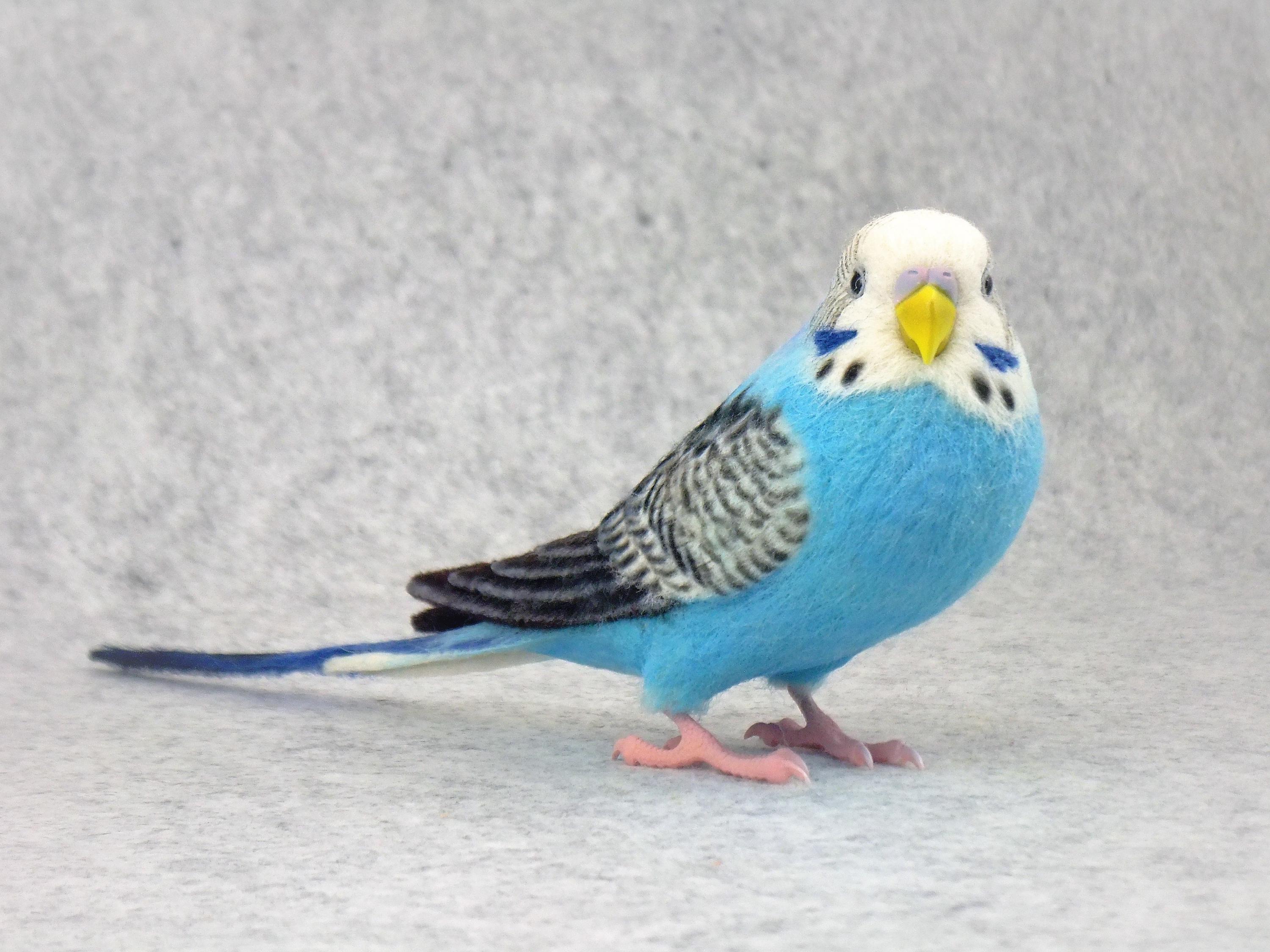 Budgerigar. Parakeet. Budgie. Handmade. Felted Bird. 2112071 - Etsy