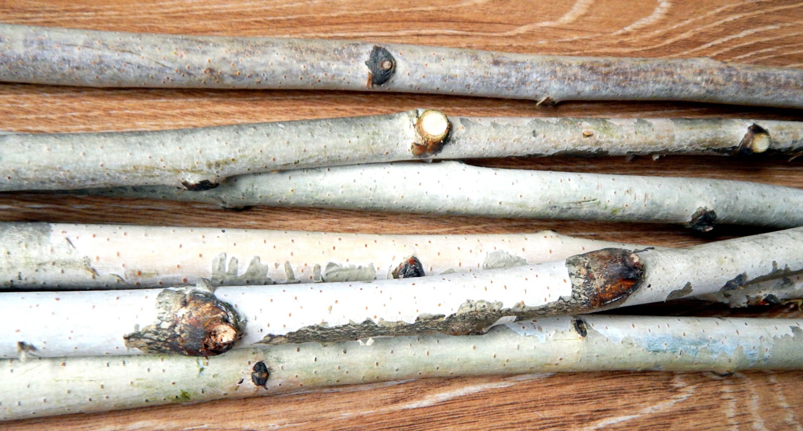 Birch Tree Branch, Birch Sticks, Birch Wood Logs, Decorative Birch ...