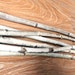 Birch Tree Branch, Birch Sticks, Birch Wood Logs, Decorative Birch ...