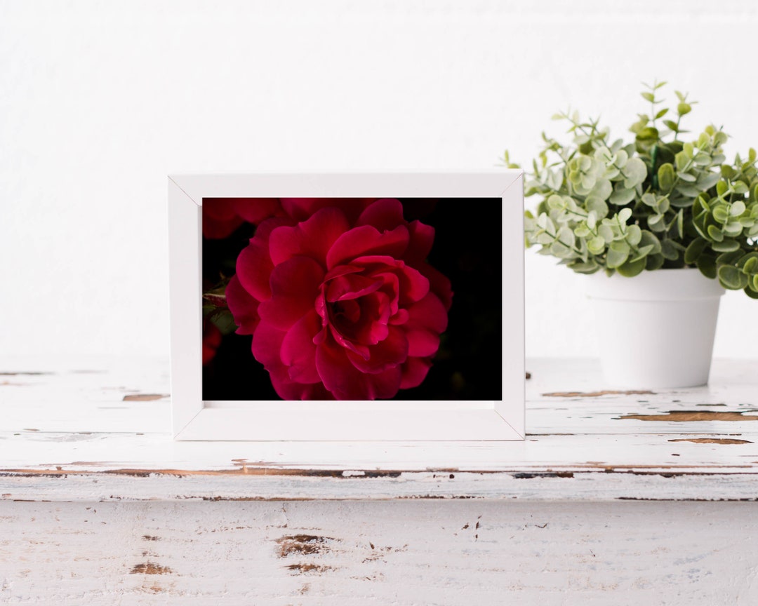 Red Rose Color Photo Instant Digital Download Photo by Raymond Horner ...