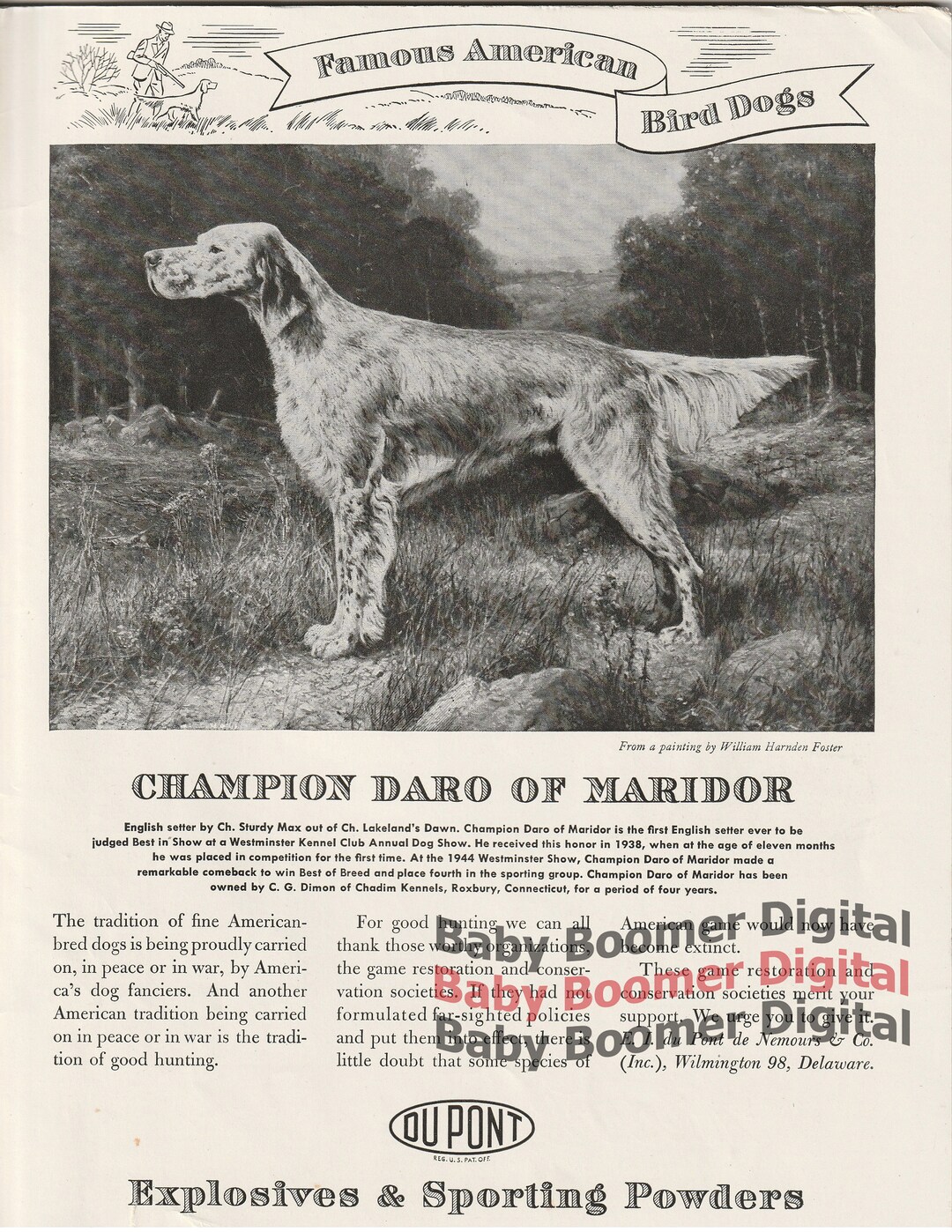 Bird Dog Champion Daro of Maridor Bird Dog Ad Dupont Explosives ...