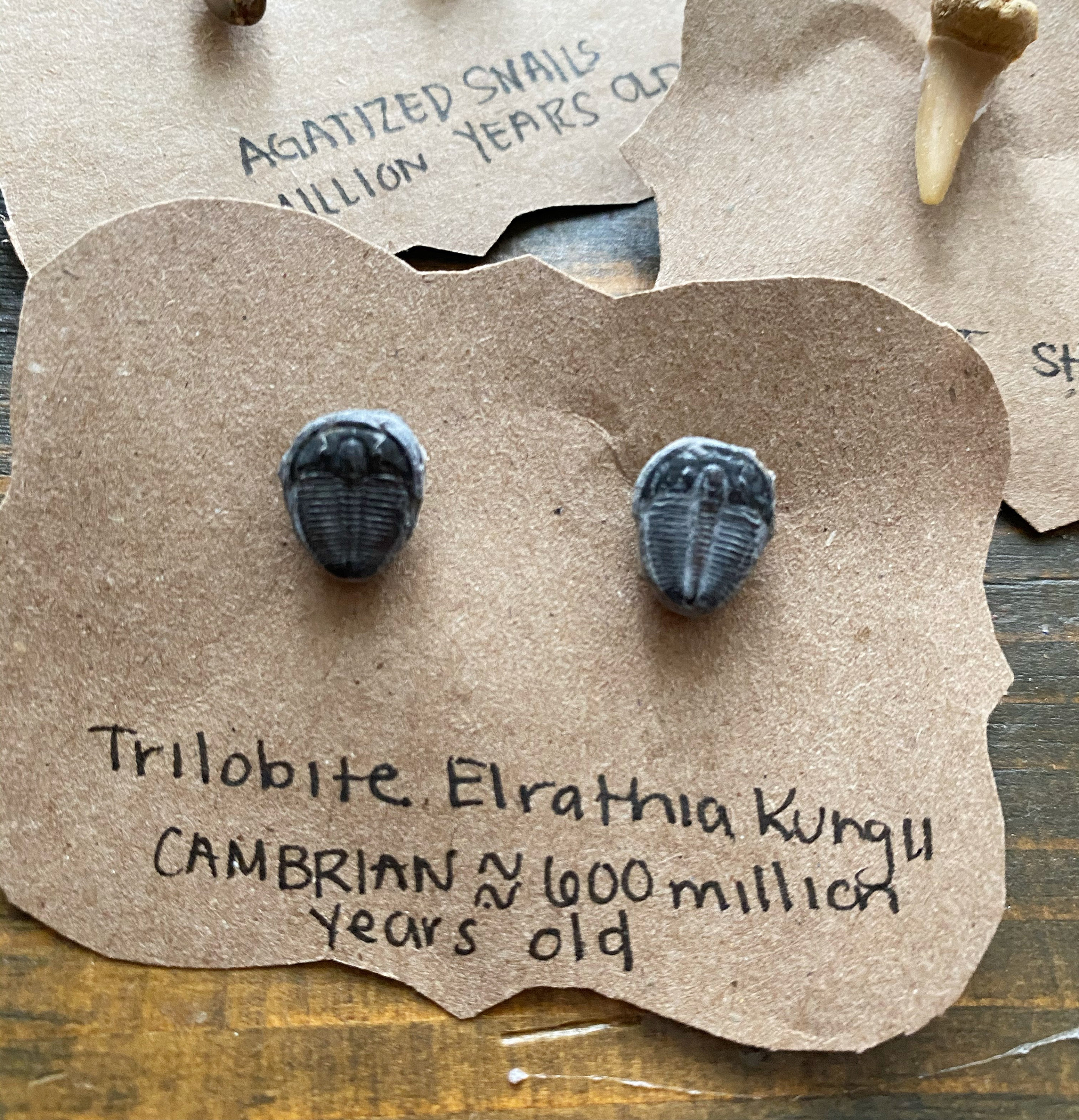 Trilobite Earrings - Etsy