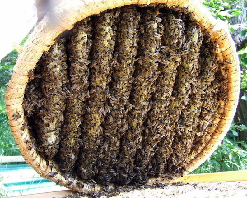 New Straw Bee Skep, Traditional Bee Skep Basket Height 37 Cm/14,5inch ...