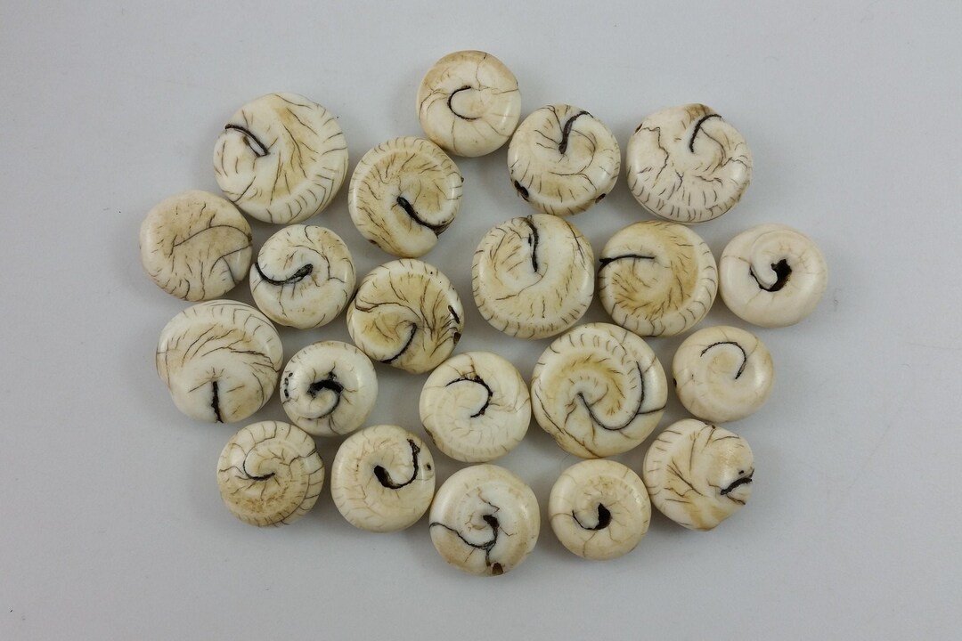 Lote x21 Vintage Rare Tibetan Sacred Chank Shell Medium Round/Disk ...