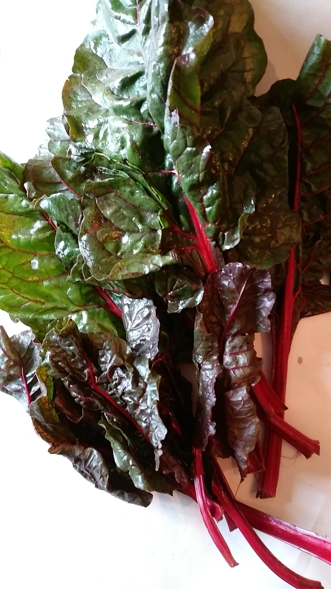 Rhubarb Ruby Red Swiss Chard ORGANIC Non-gmo Heirloom Seeds 2025 - Etsy