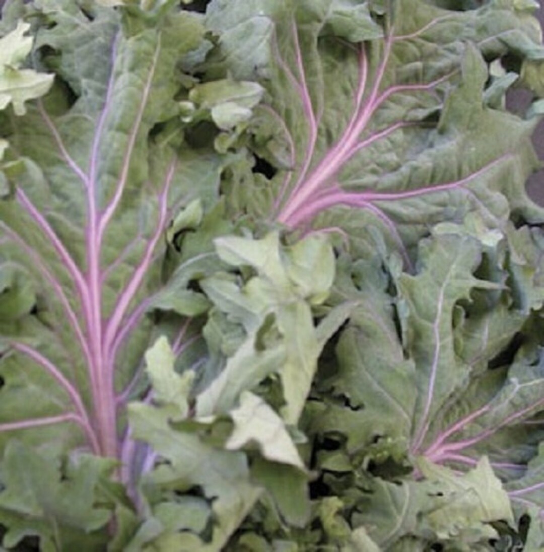 Red Ursa Winter Kale Cherrygal Organic Non-gmo Heirloom Seeds - Etsy
