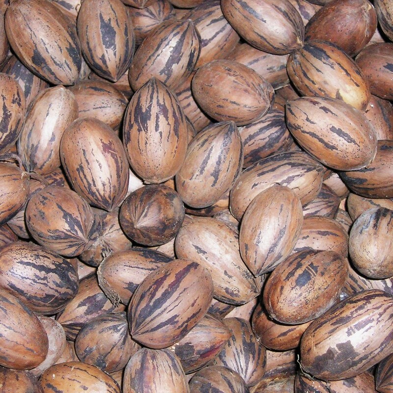 Pecans in Shells - Etsy