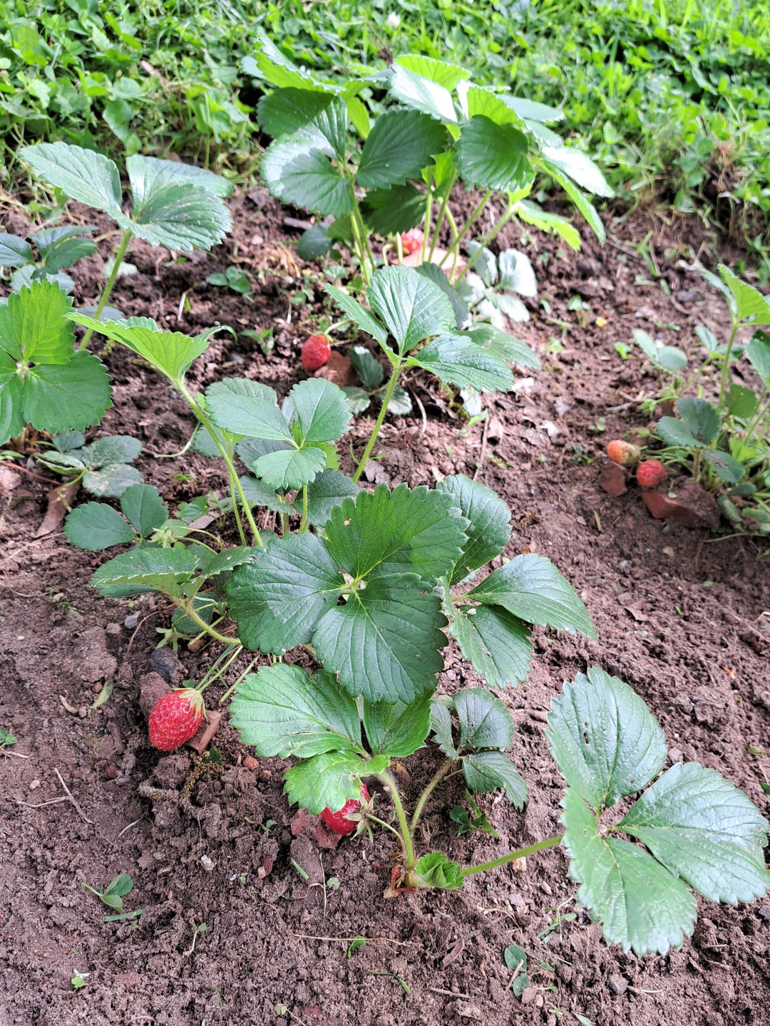 Mara Des Bois Everbearing Strawberry ORGANIC Heirloom Live Plant 2025 ...