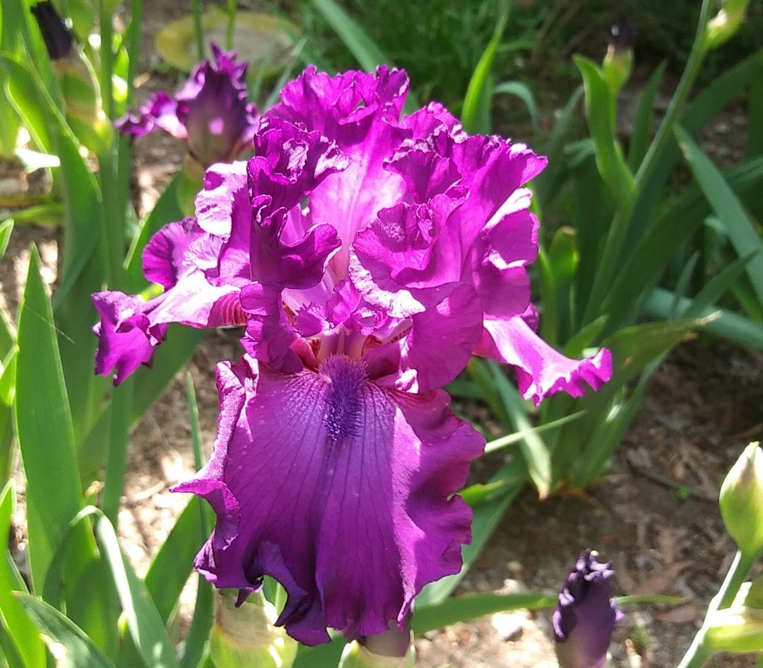 Iris Swingtown Tall Bearded Ruffled Fragrant Heirloom Live - Etsy