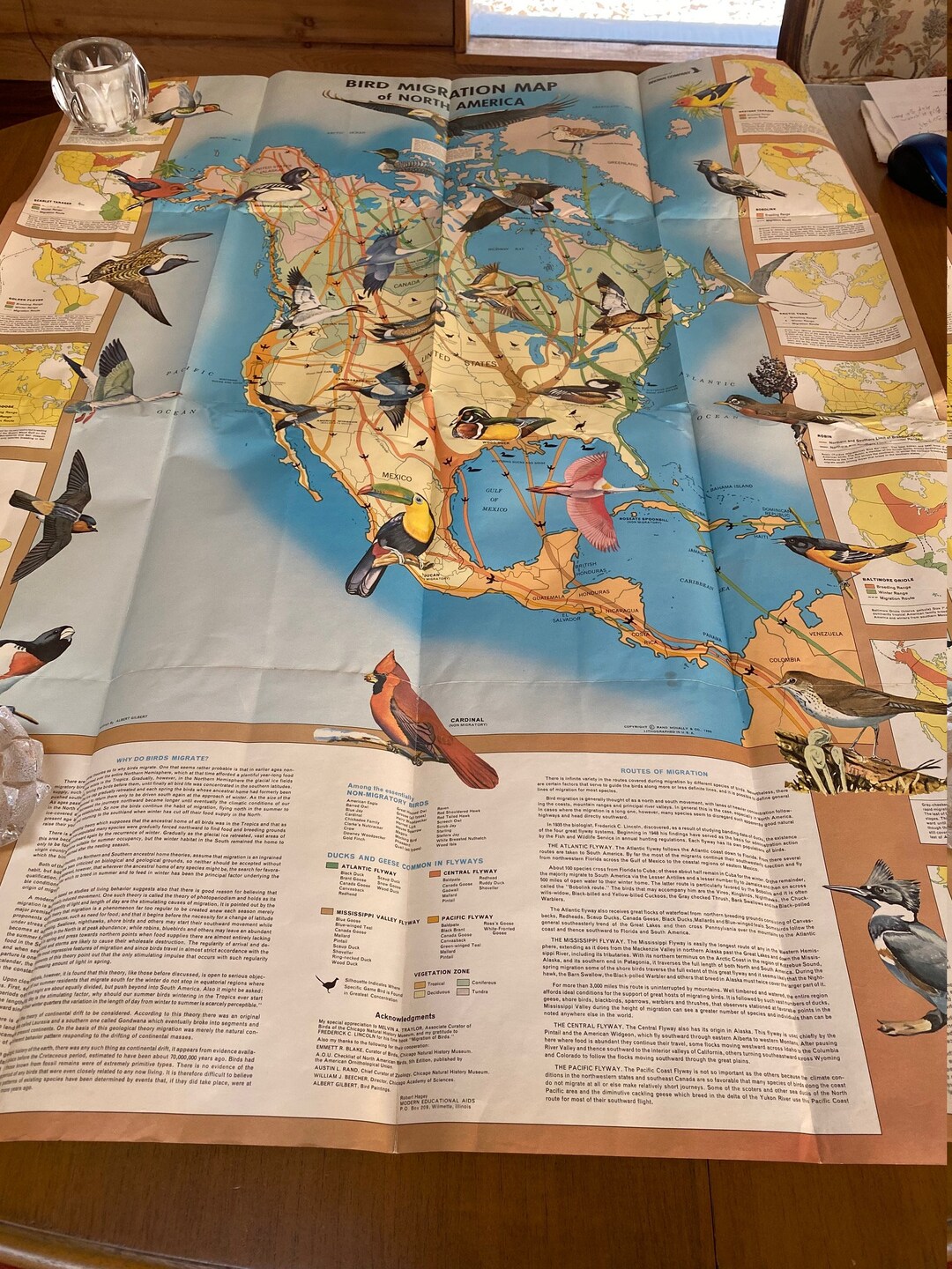 Bird Migration Map of North America - Etsy