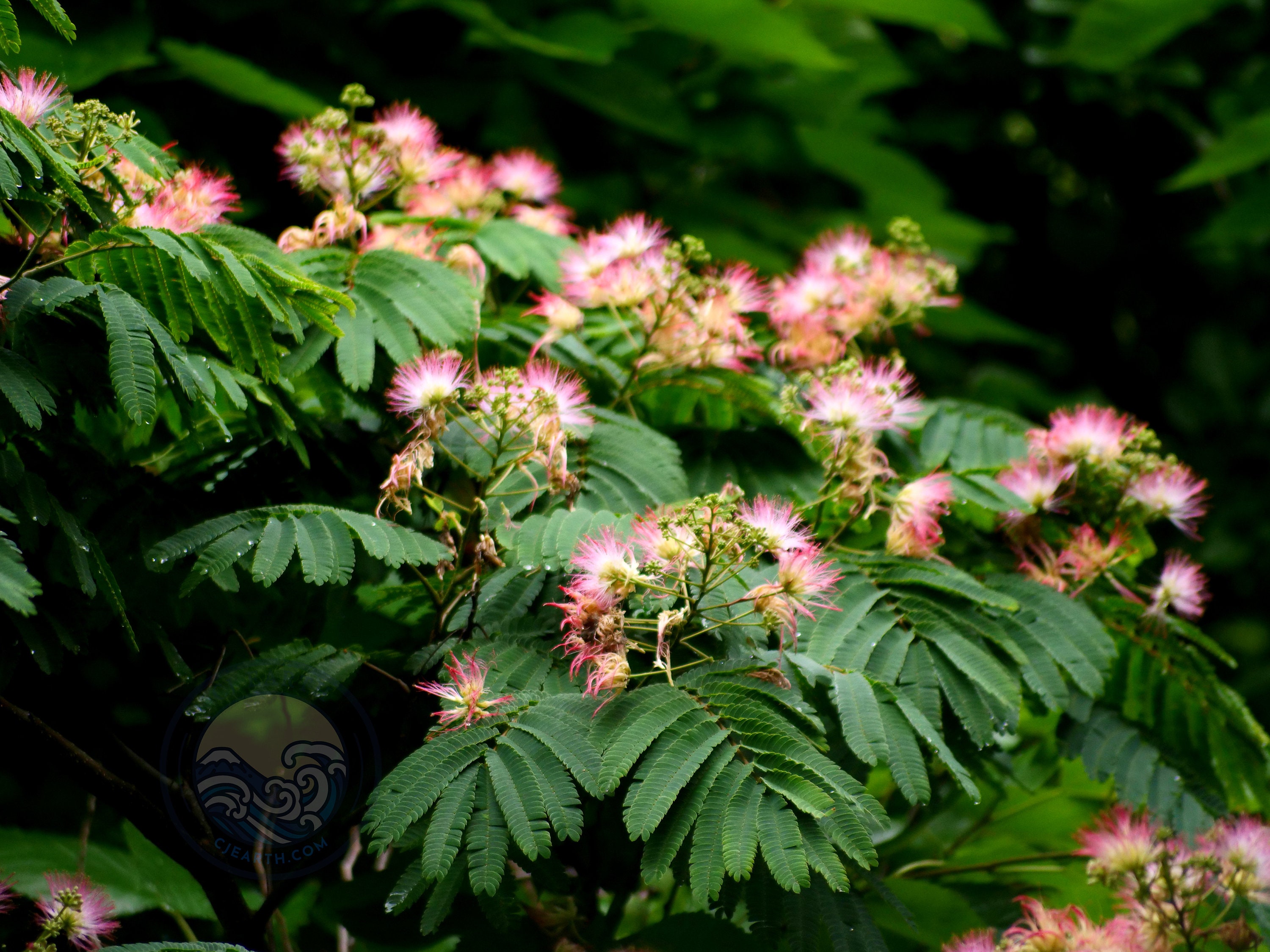25 Silk Tree Seeds Mimosa Tree Pink Silk Tree Fast Growing Tree Seeds ...
