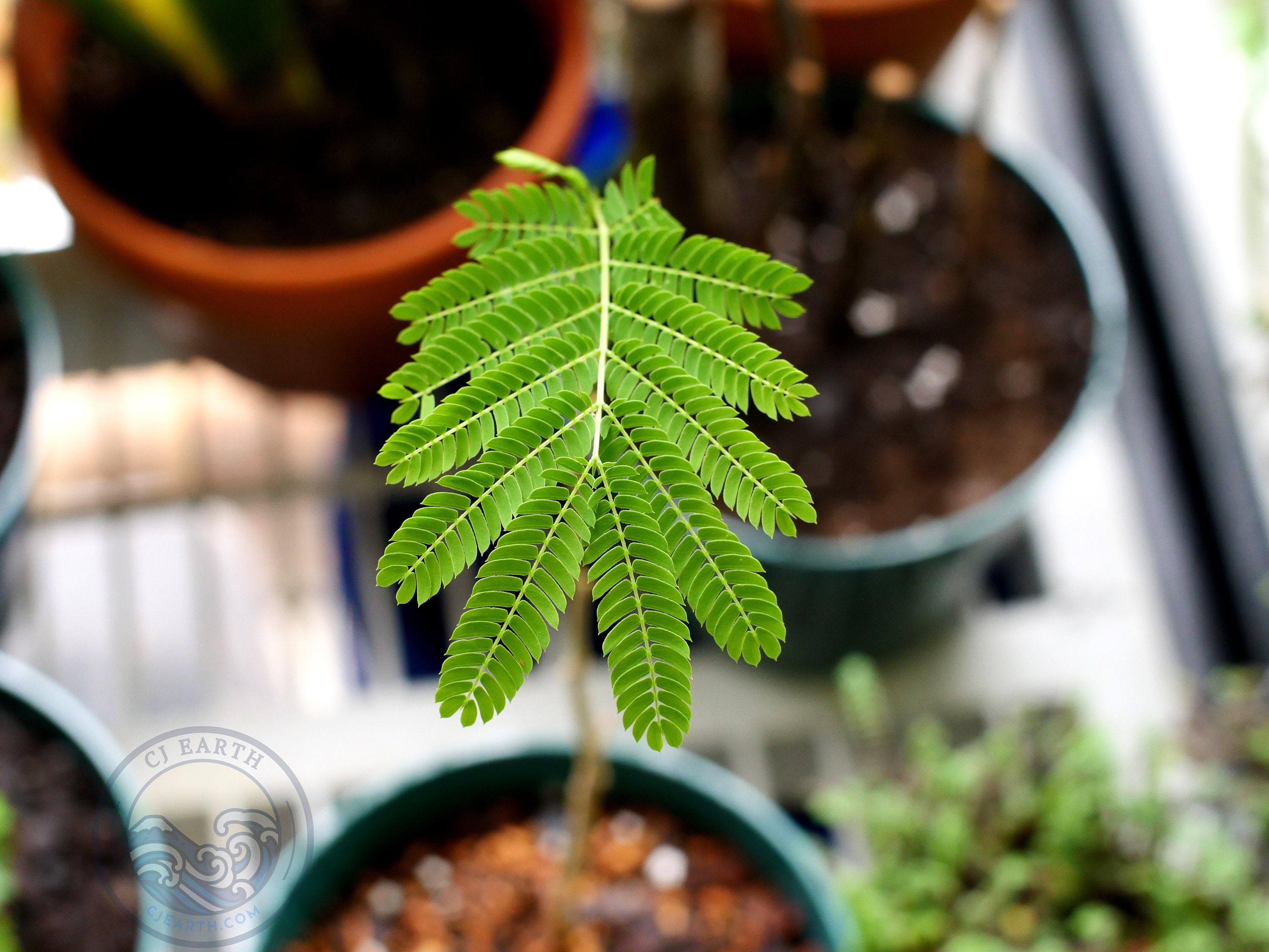 25 Silk Tree Seeds Mimosa Tree Pink Silk Tree Fast Growing Tree Seeds ...