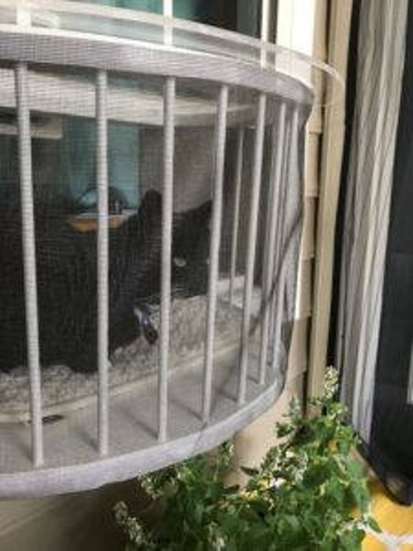 Cat Solarium Sunroom Package: the Ultimate Cat Window Box. This Catio ...
