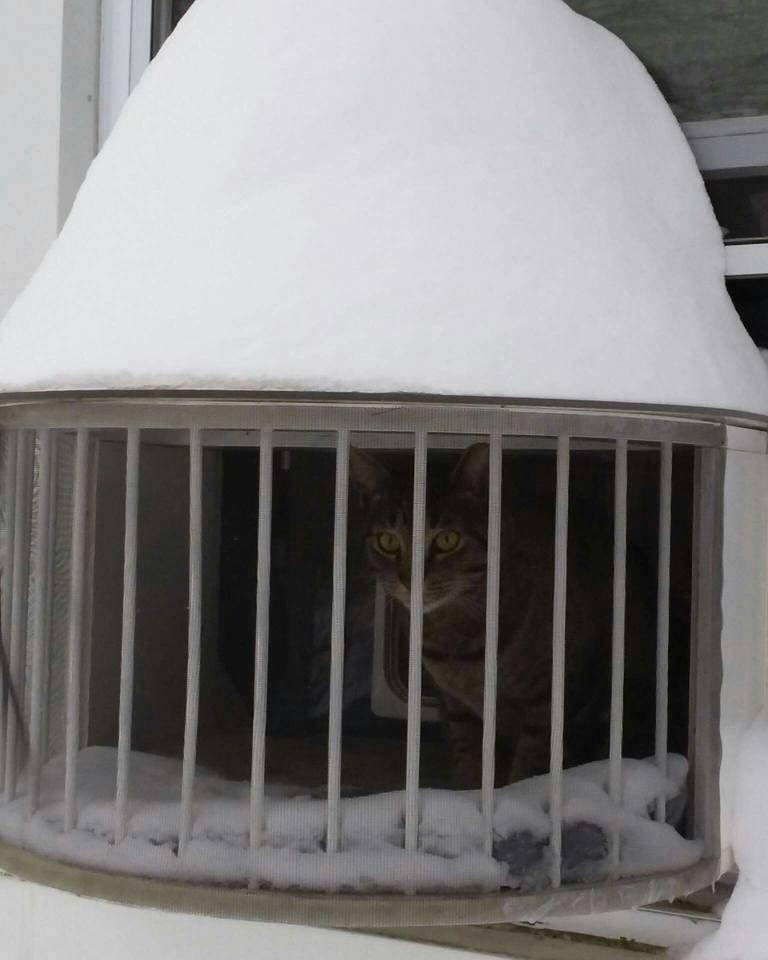 Cat Solarium-the Veranda Package the Ultimate Cat Window Box - Etsy
